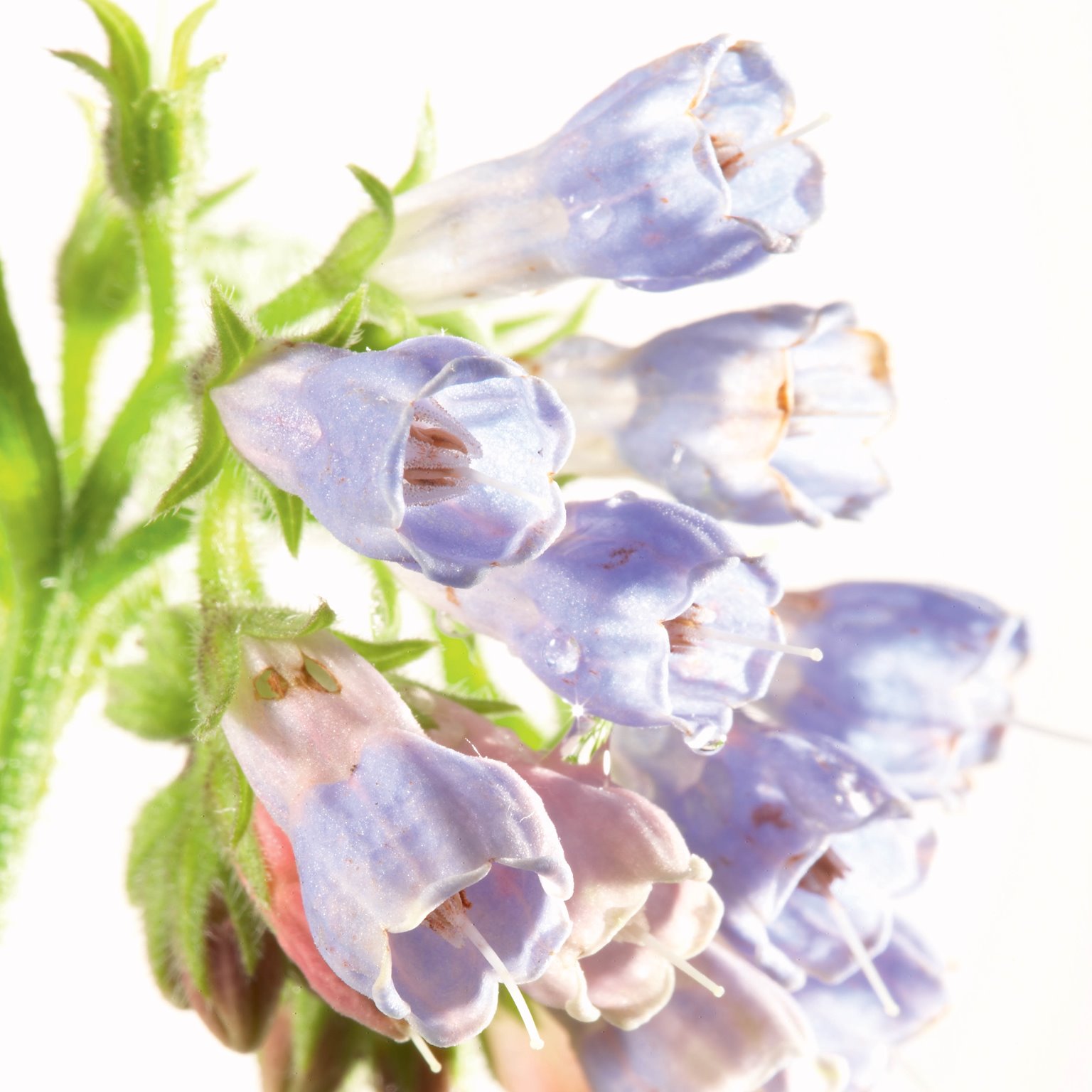 Heel | Healthcare designed by nature